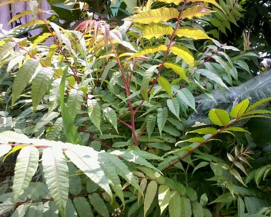 Mengenal Pohon Toona Sureni Manfaat Dan Kandungannnya