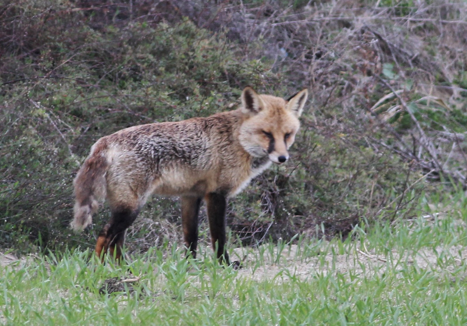 Biodiversity of Cyprus by NGO Protection of the Natural Heritage and ...
