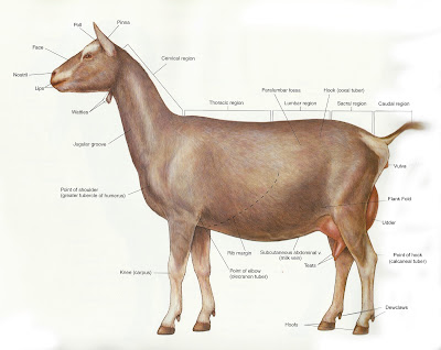 Archer's Acres: Anatomy : Capra hircus