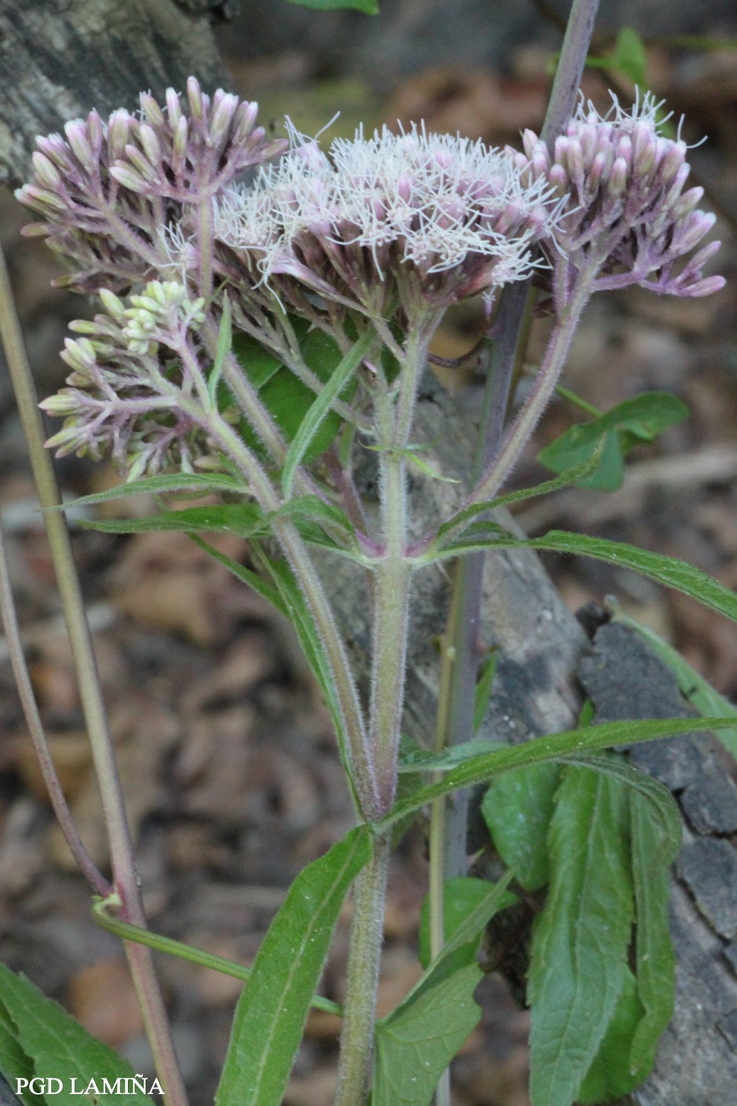 EUPATORIUM CANNABINUM. eupatorio o cáñamo acuatico