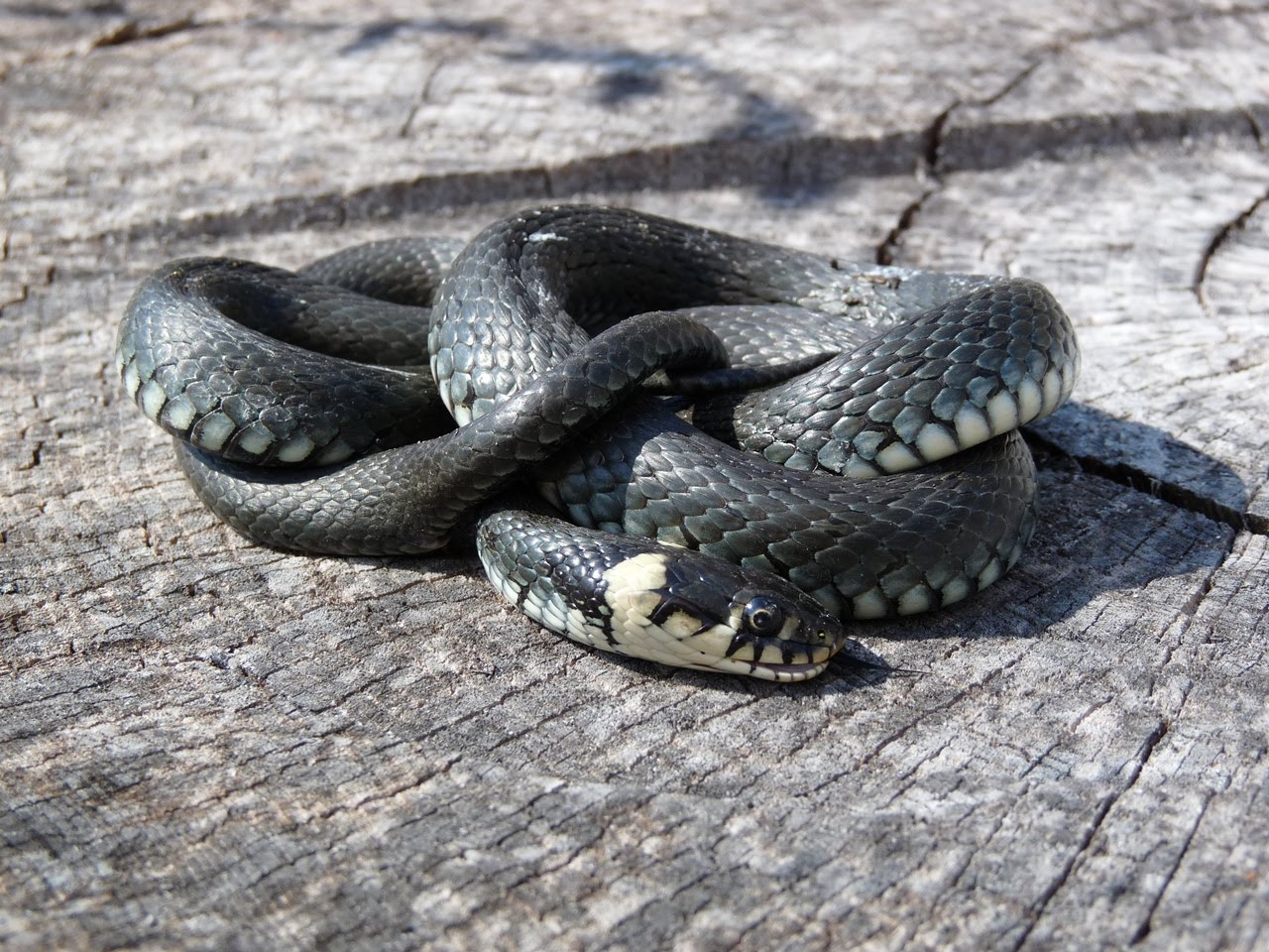 kristiinamedtre: VARNING för ormar!