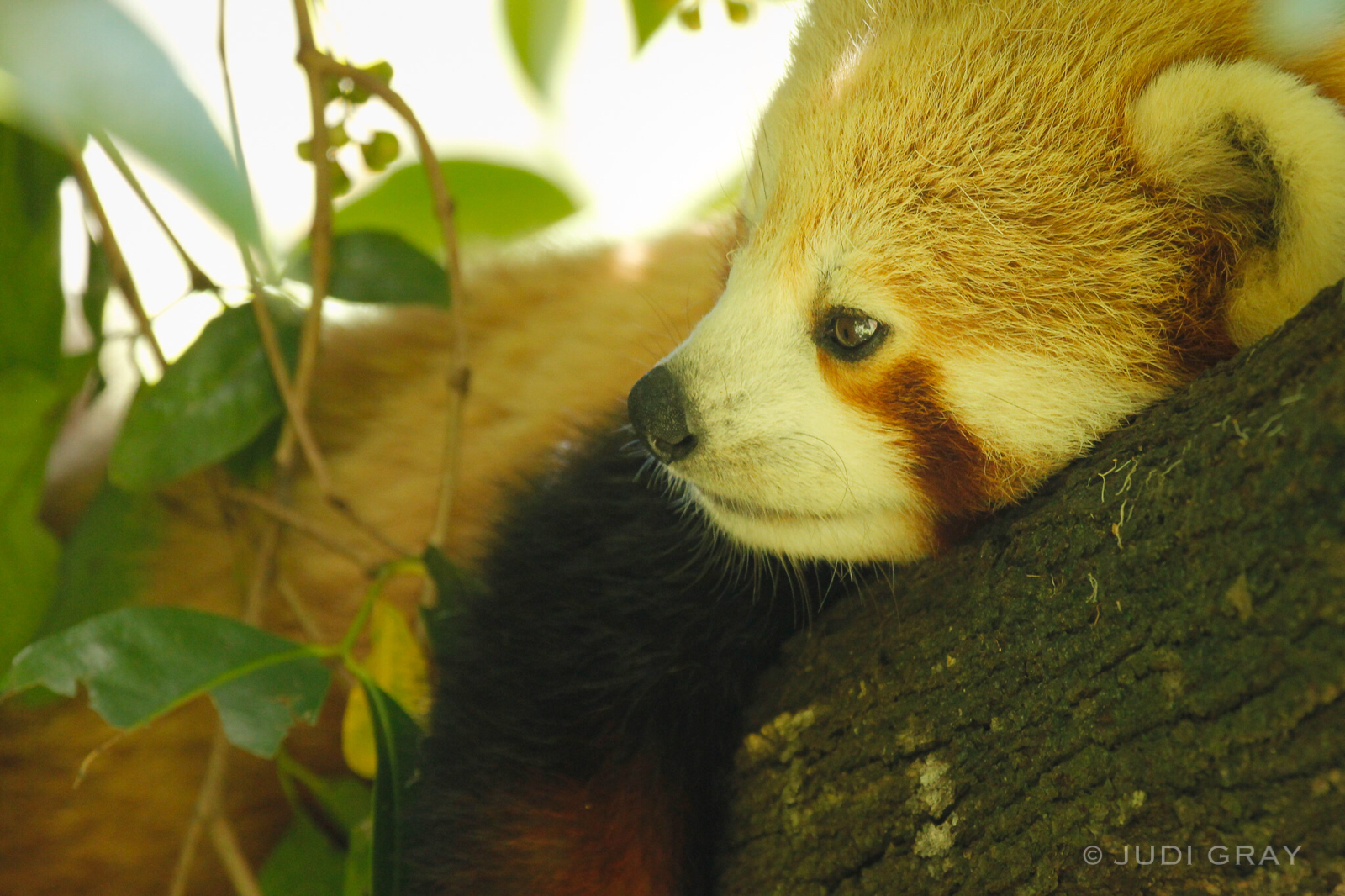 Visiting Wildlife HQ Zoo at Big Pineapple