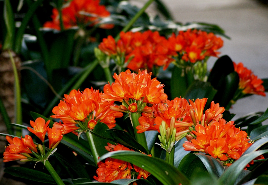 A photo, A thought............: Plant: Bush lily....