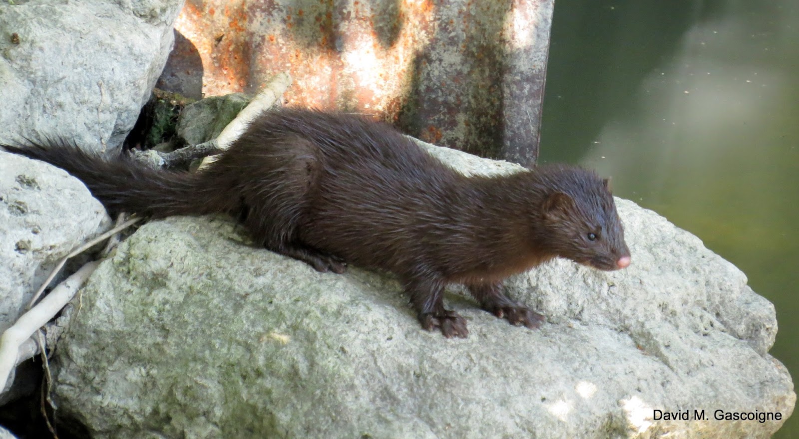American Mink (Vison d'Amérique) in Toronto - Travels With Birds