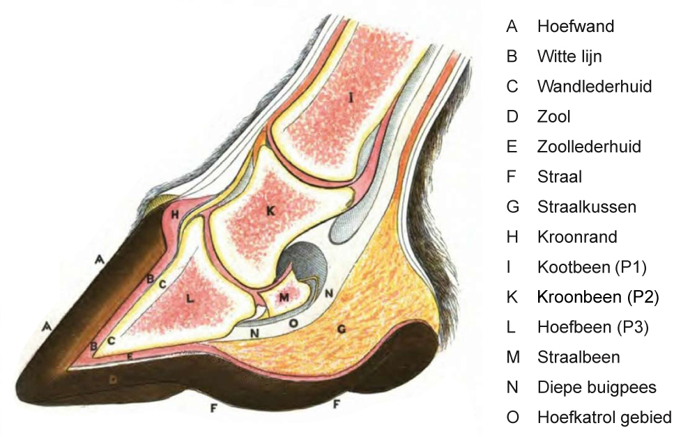 Paardenhoeveninfo: Anatomie 1 - De binnenkant van de hoef