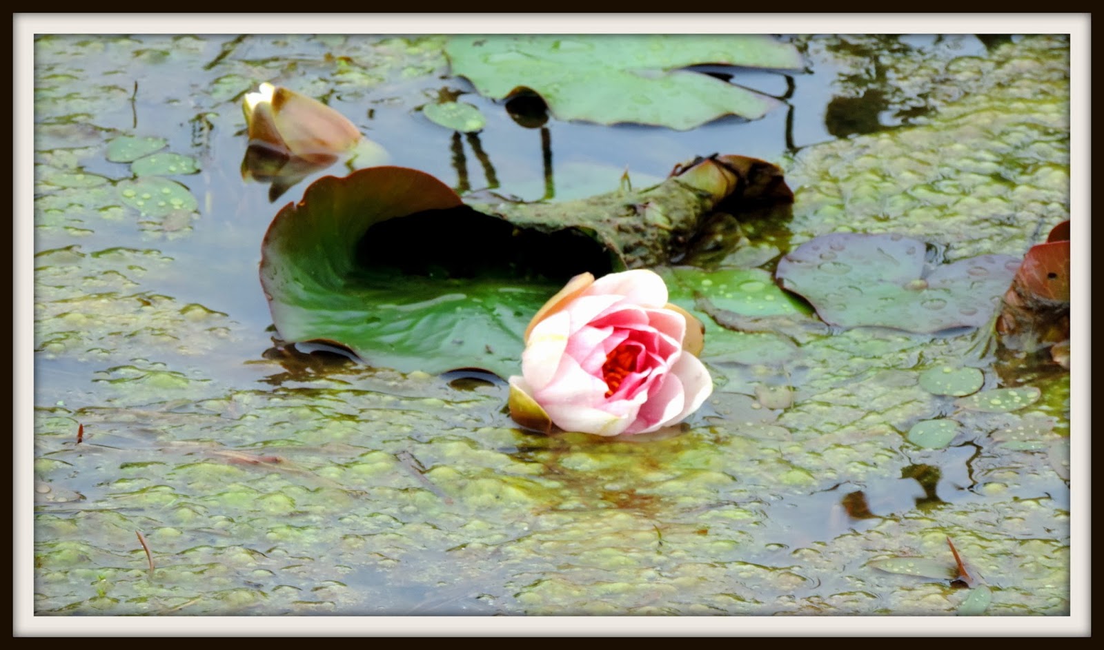 The Glebe Blog: Wigtownshire Ramblers Stoneykirk Circular August 2013