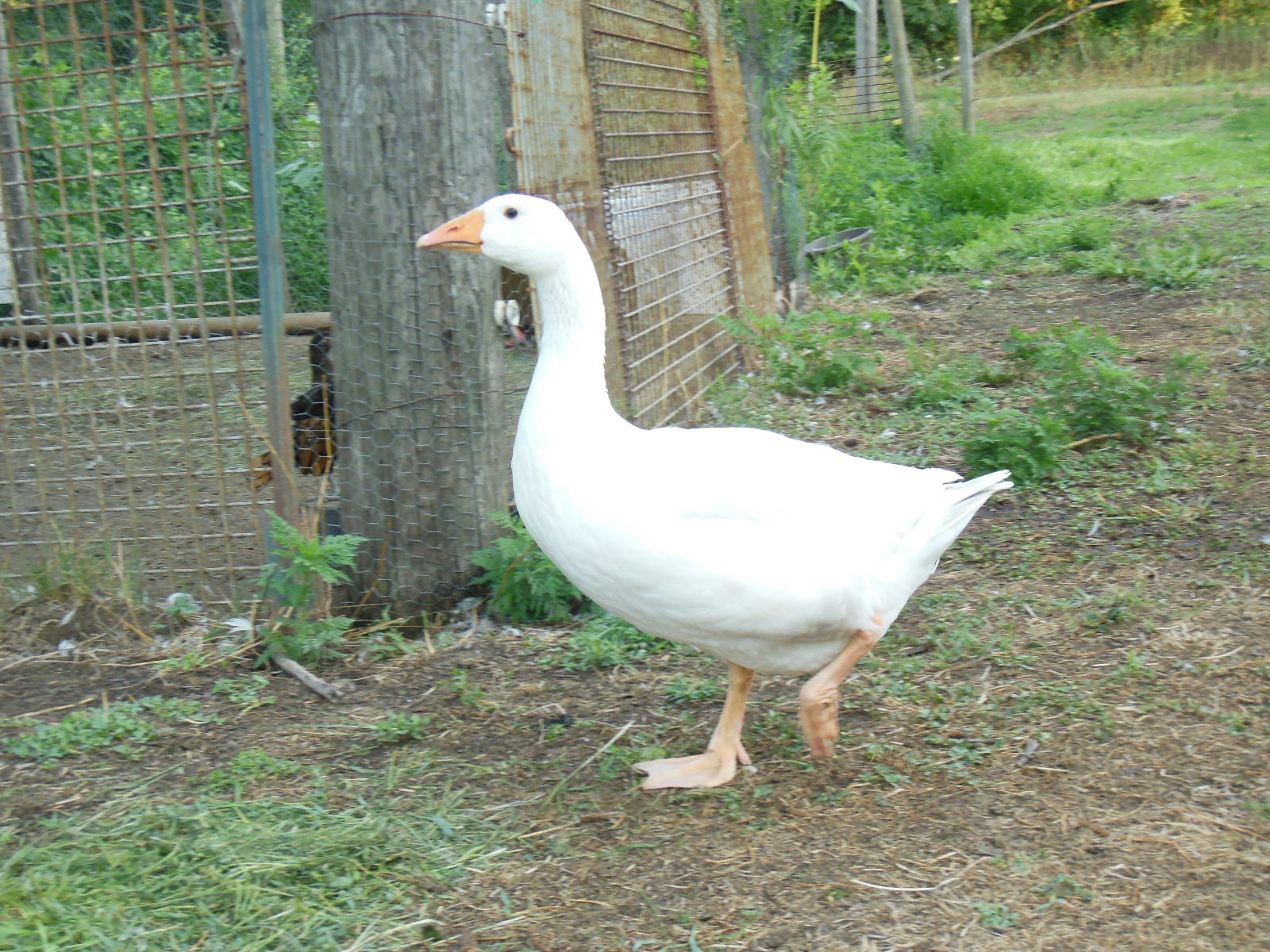 7/12 - Fully feathered!