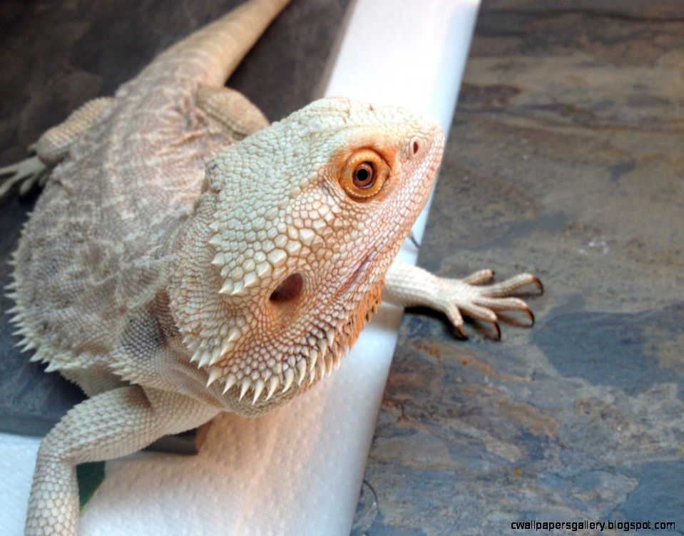 Bearded Dragon Colors And Patterns | Wallpapers Gallery