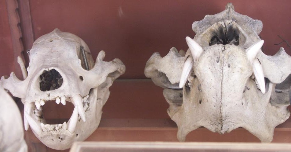Abe's Animals: Differences between skulls of a Common sloth bear (Right ...
