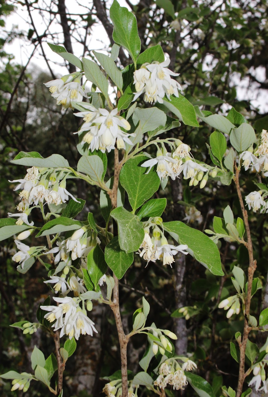 Biodiversity of Cyprus by NGO Protection of the Natural Heritage and ...