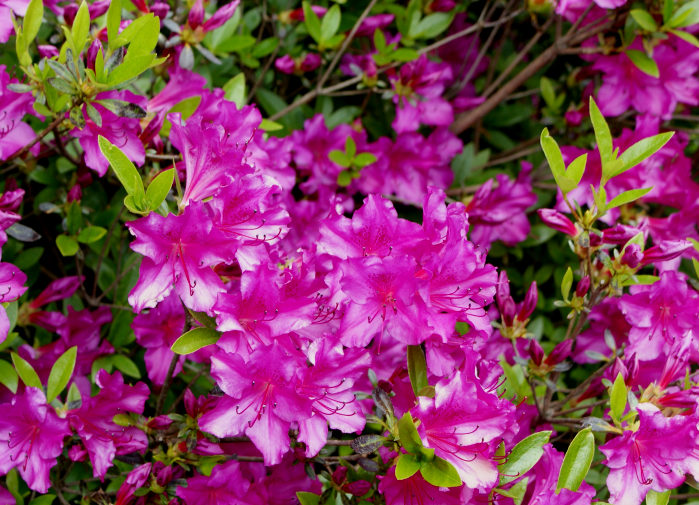 Travels with a Muse: Florence Rhododendron Festival and Old Boats