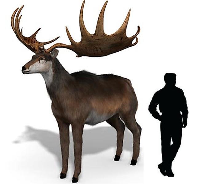 LA PREHISTORIA: Animales prehistóricos