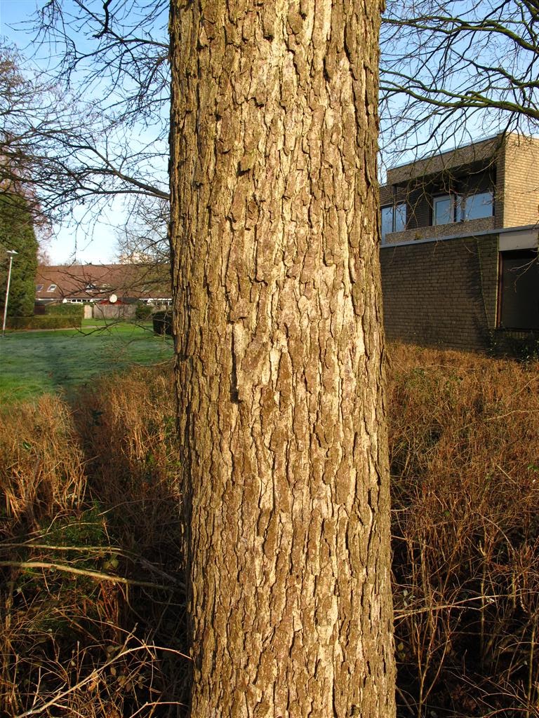 bomengids.nl: Hazelnoot / Hazelaar en boomhazelaar bloeien NU, met poliepen