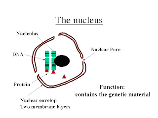 BIOTEK: CORE A - CELL STRUCTURE