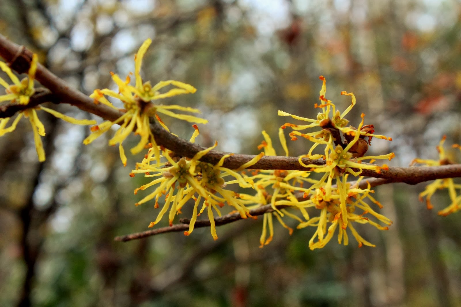 [78+] Witch Hazel Shrub Spring Téléchargement Gratuit Télécharger ...