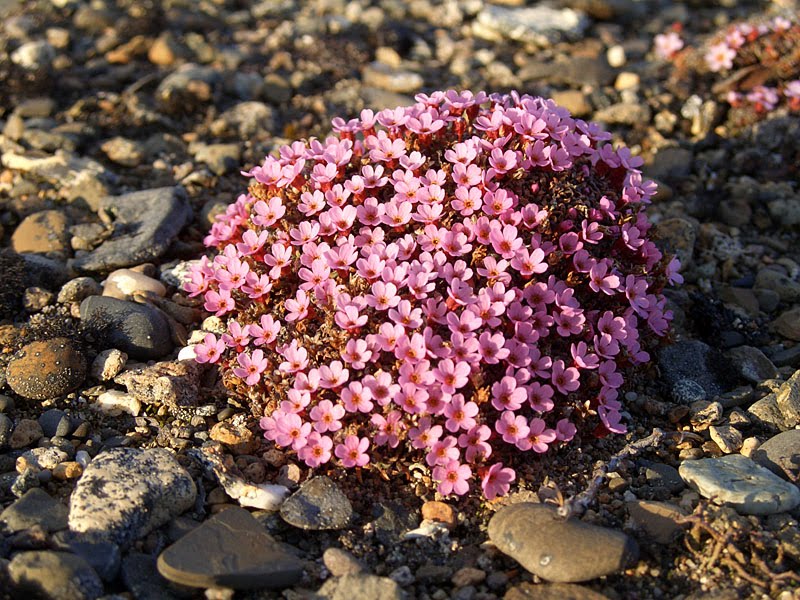 Ultima Thule: Arctic flora in coming spring