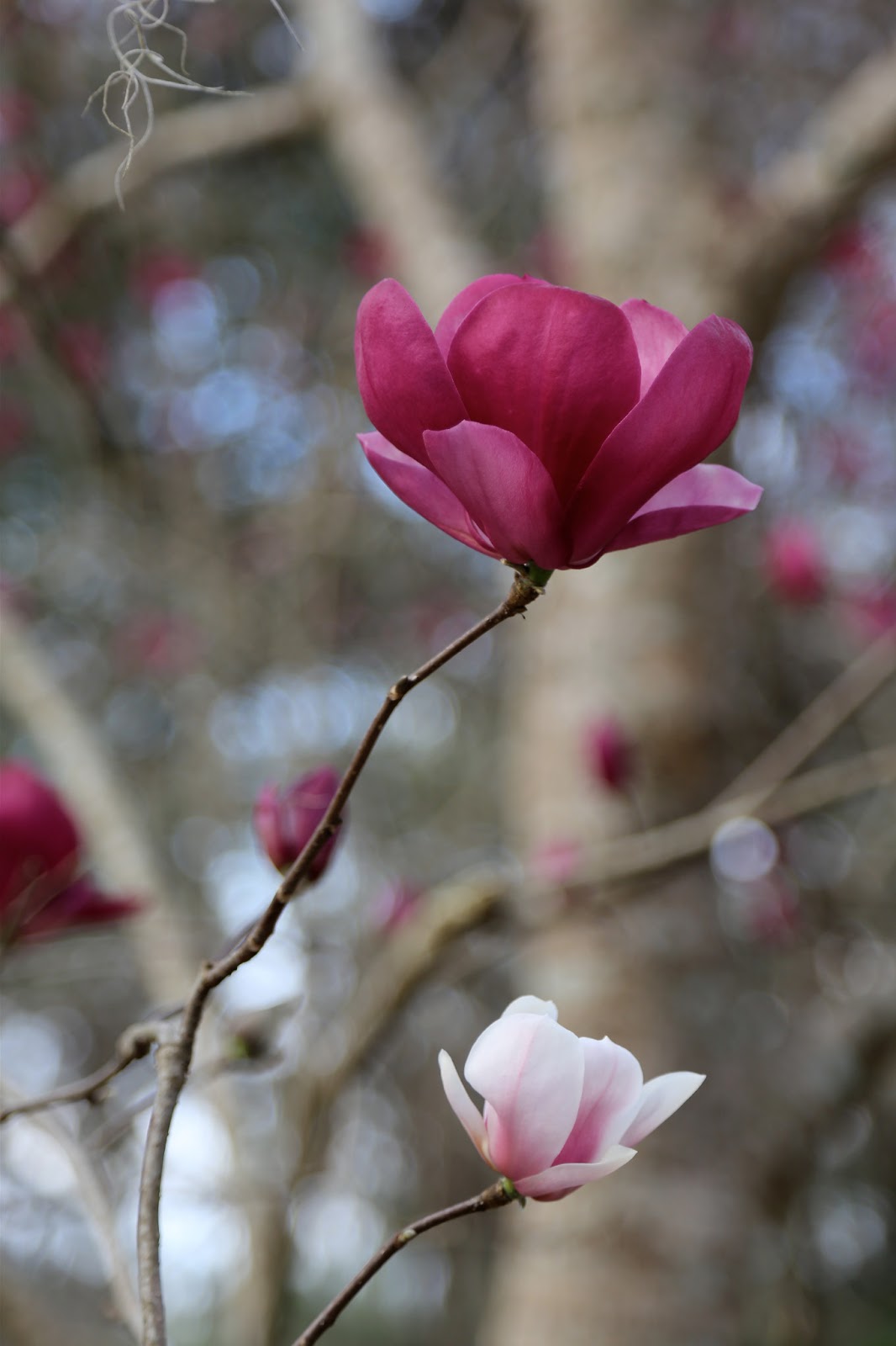 Sweet Southern Days: Japanese Magnolia Blossoms