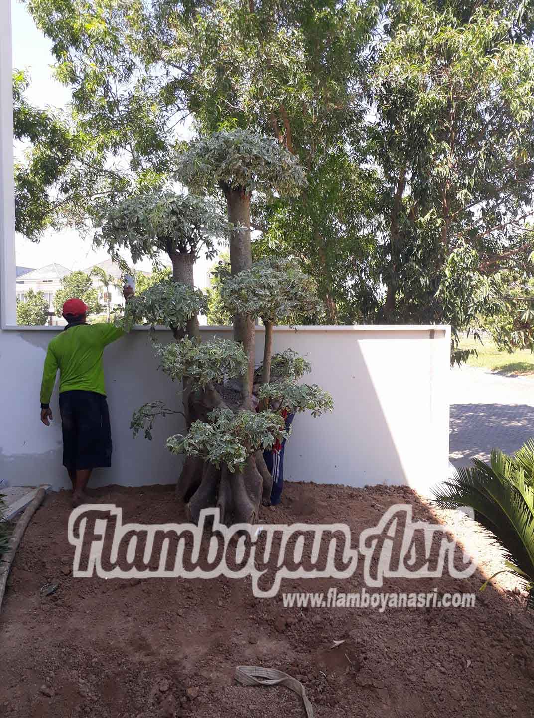 Jual Bonsai Pohon Randu Putih (Variegata) Harga Murah - TUKANG TAMAN ...