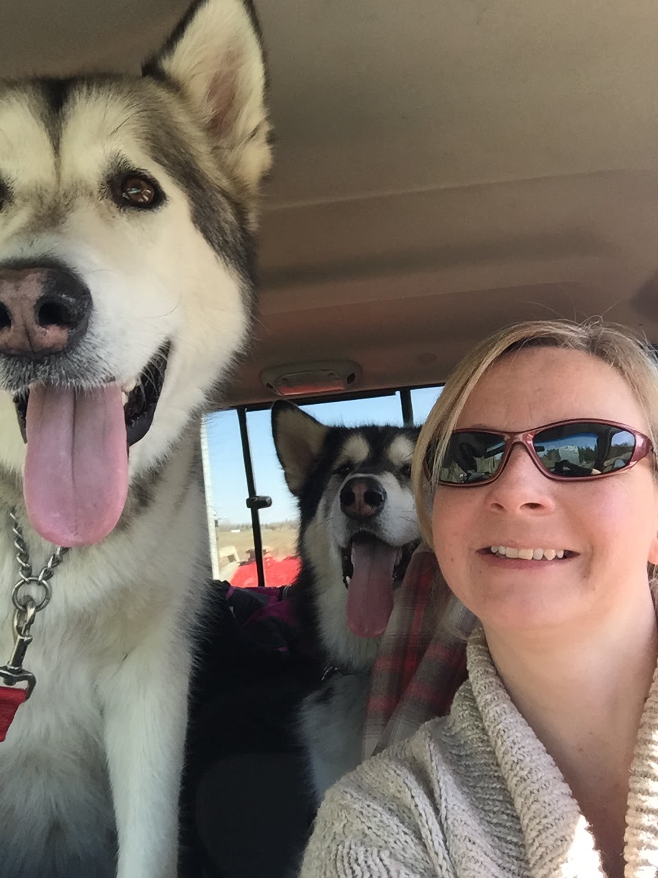 Pound Dogs Toronto Animal Services - dog adoption - animal shelter