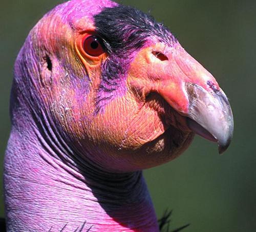 [SLUGLIST]: BIRDS FROM THE TOILET BOWL..