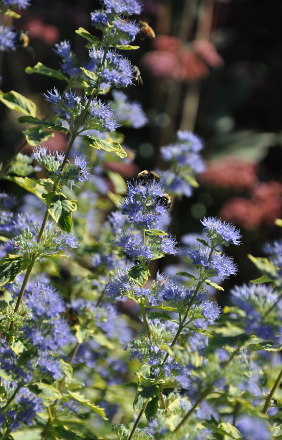 Three Dogs in a Garden: A Lazy Summer Afternoon at Edwards Garden