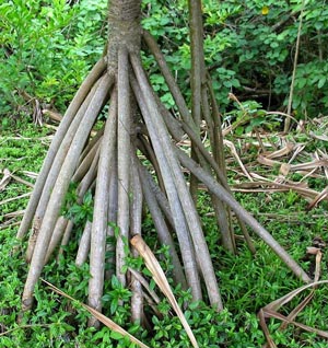 Akar Tumbuhan, Fungsi, Struktur, dan Jenis-jenis Akar ~ Juragan Les