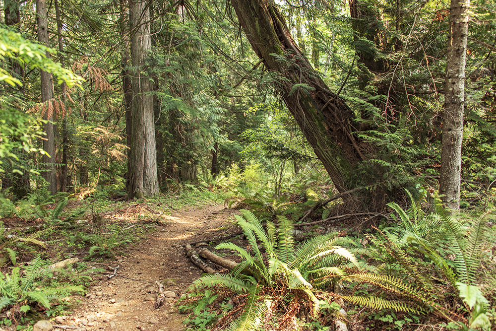 Merikay's Dream : Dosewallips State Park and Olympic National Park