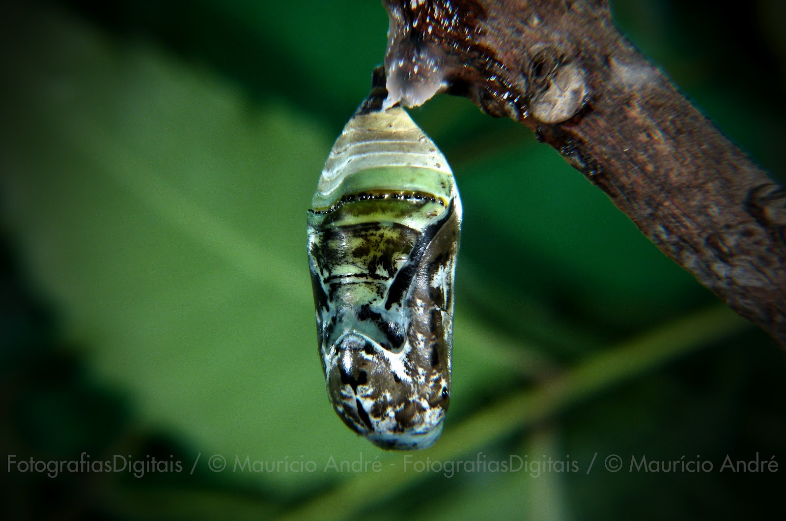 Projeto365fotododia: 10º Mês. Agosto 2012.