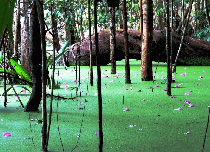 White Wolf : Rare footage captured of an isolated tribe in the Amazon ...
