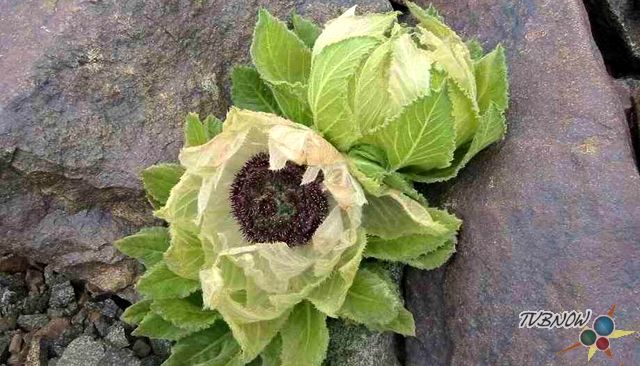 The Health Station: SNOW LOTUS 天山雪莲