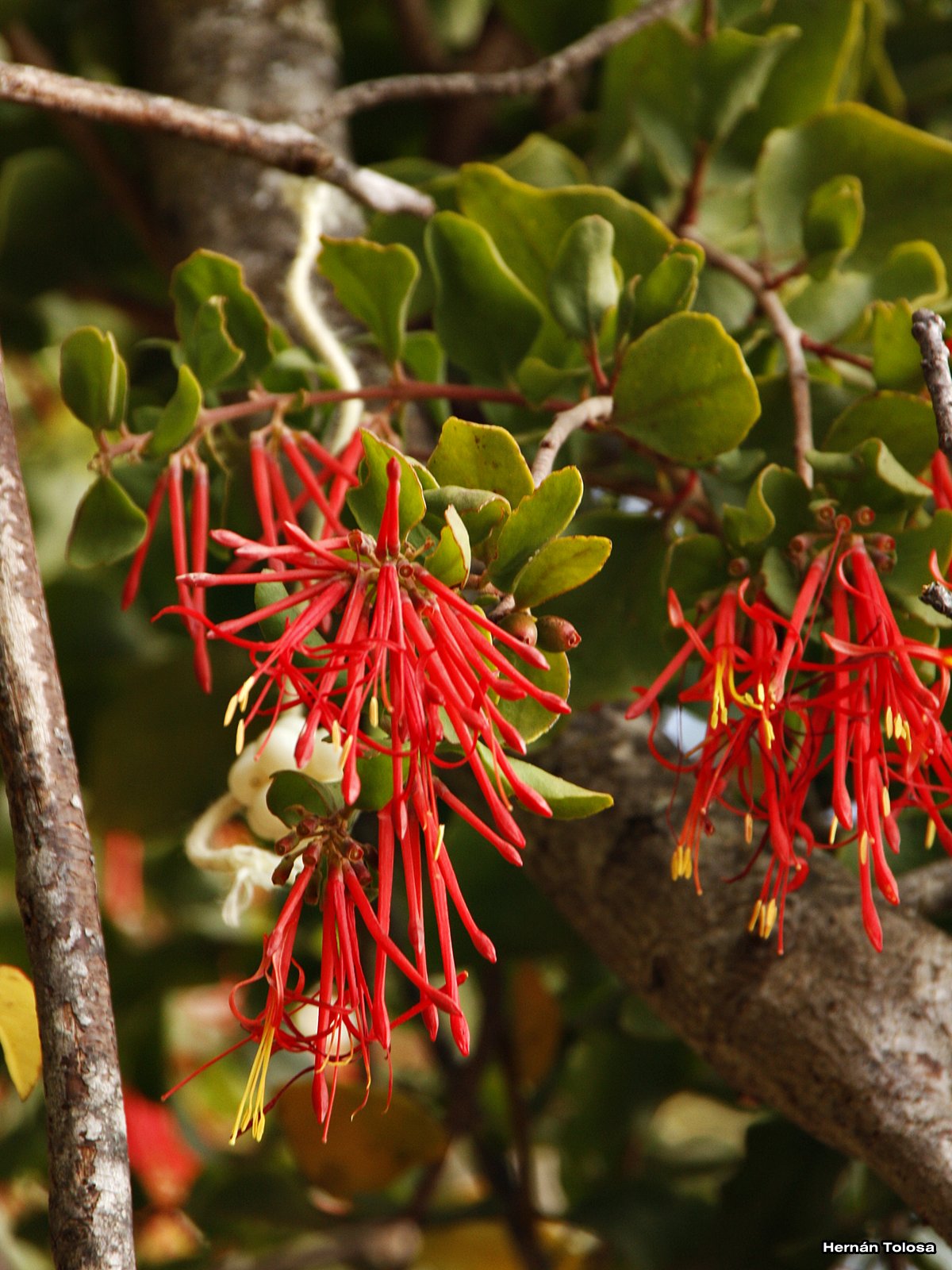 Patagonia: Quintral (Tristerix corymbosus)