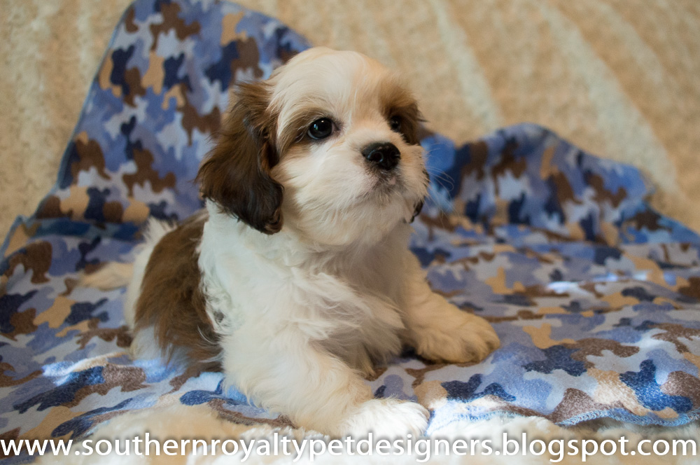 Southern Royalty Pet Designers: Cavaton Puppies 5/14/2016