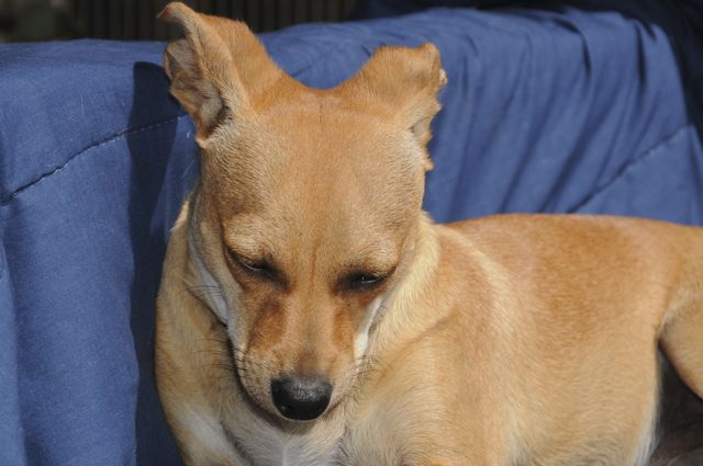 Twinkie Tiny Dog | Teacup Chihuahua | A Dog Blog: Rat Terrier Pin-Up