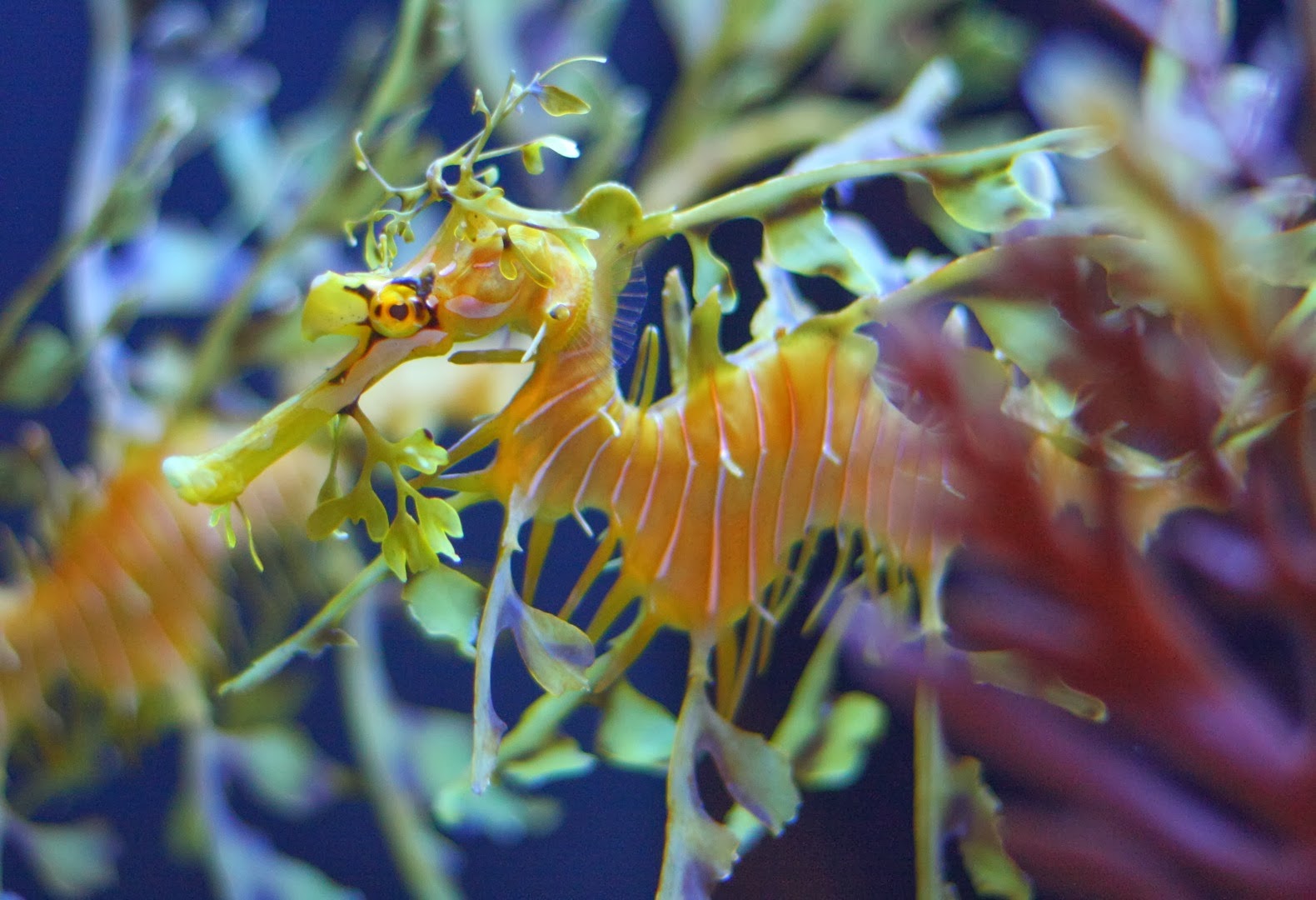 Artes de Pesca: DRAGÓN DE MAR