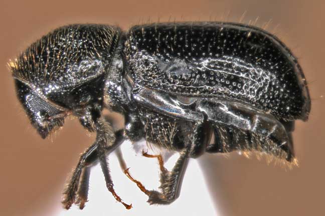 Variety of Life: Conophthorus