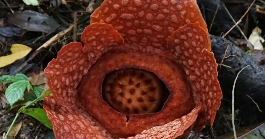 Species New to Science: [Botany • 2017] Rafflesia kemumu • A New ...