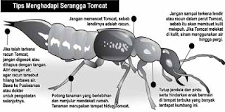 DINAS KESEHATAN KABUPATEN PANDEGLANG: Korban Tomcat (Serangga Paederus ...