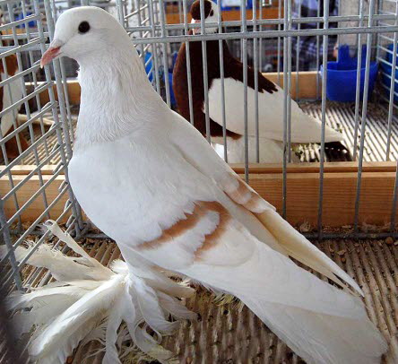 Porumbel lună de Saxonia | Rase-de-Porumbei-ro