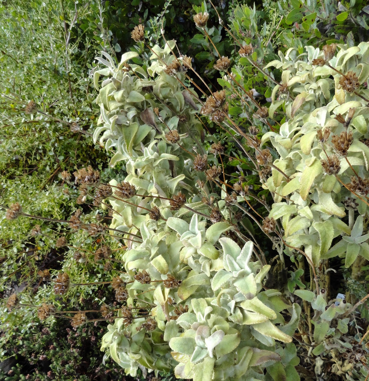 danger garden: A January trip to Cistus Nursery