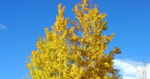 French Vocabulary Illustrated: tremble