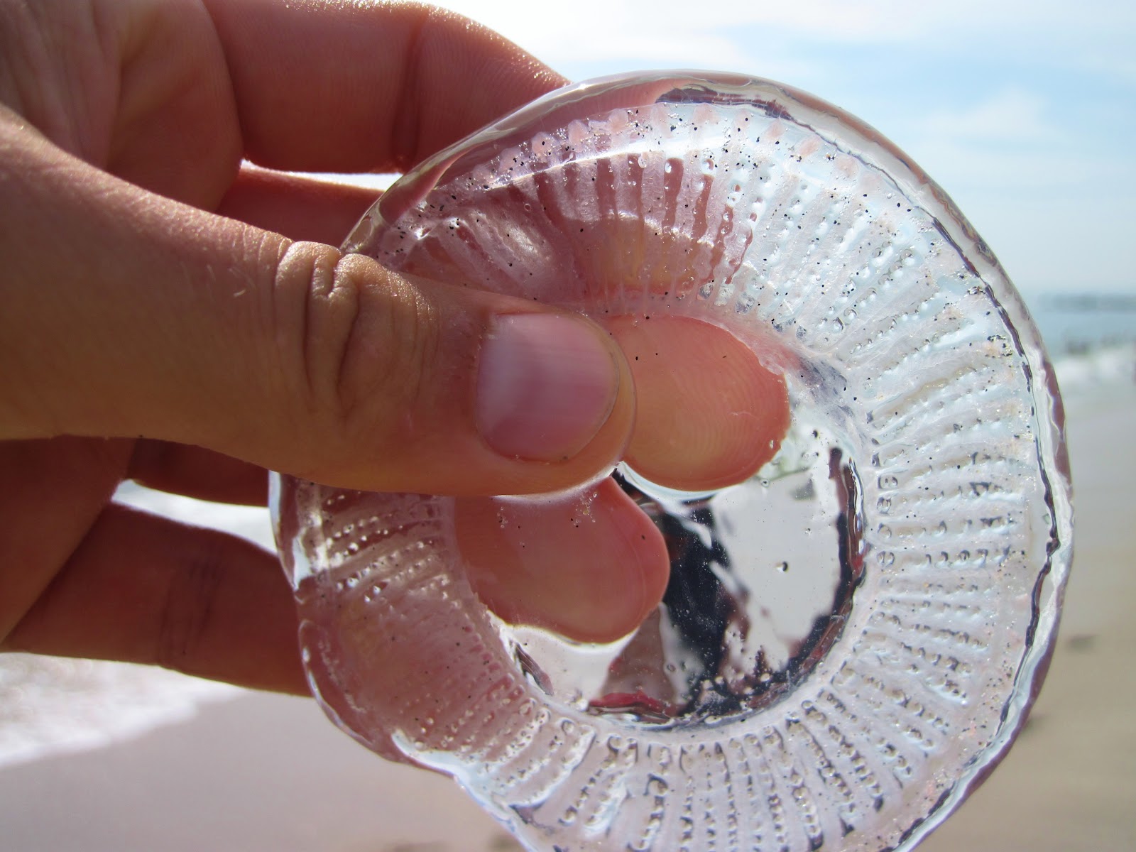 Can Moon Jellyfish Sting