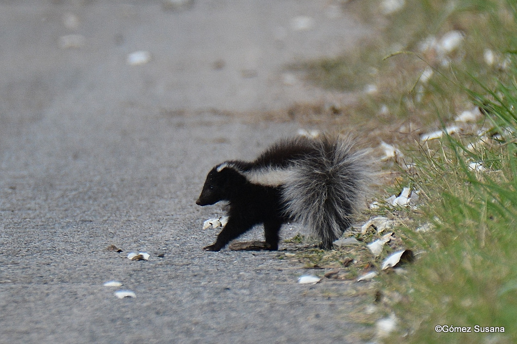 Fauna Loberense: Zorrino Común (Conepatus chinga)