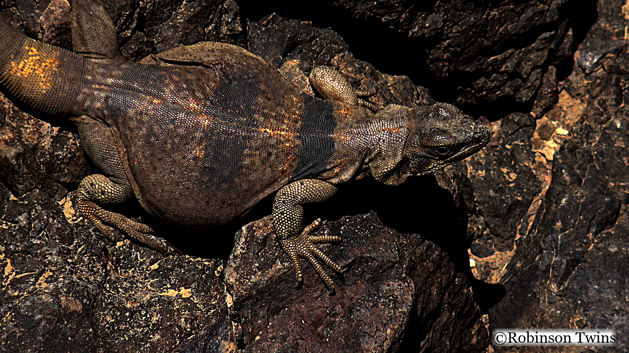 Robinson Twins Photo Gallery: Chuckwalla and rocky textures in Death Valley