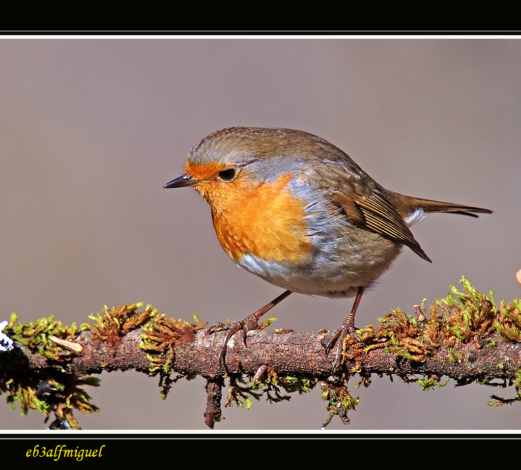 MIS AMIGAS LAS AVES: Petirrojo europeo (Erithacus rubecula)