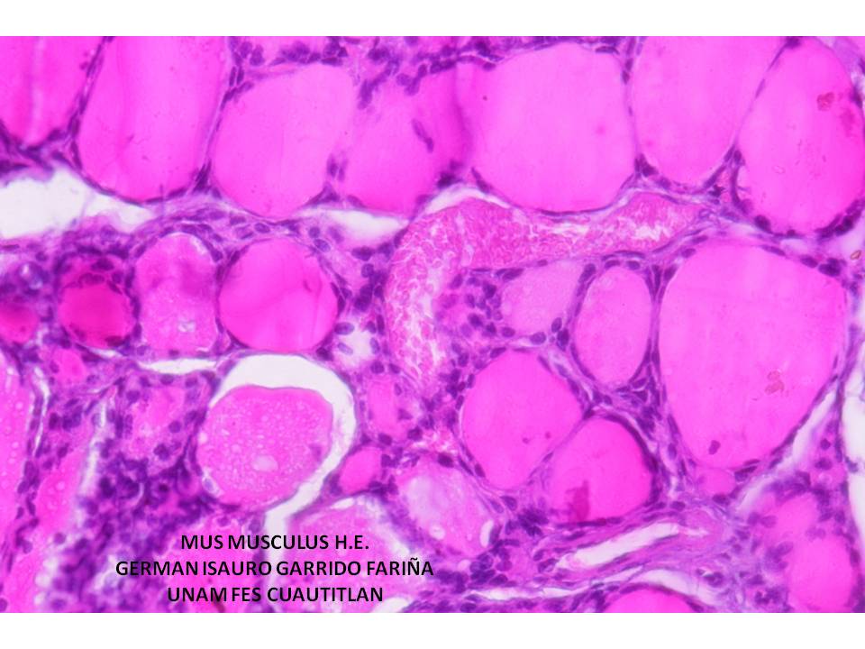 Morfologia e histologia de raton (Mus musculus): MORFOLOGIA E ...