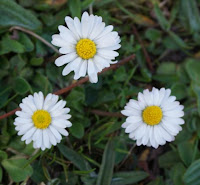 EDUKACJA WCZESNOSZKOLNA: OPIS STOKROTKI - opracowanie metodyczne