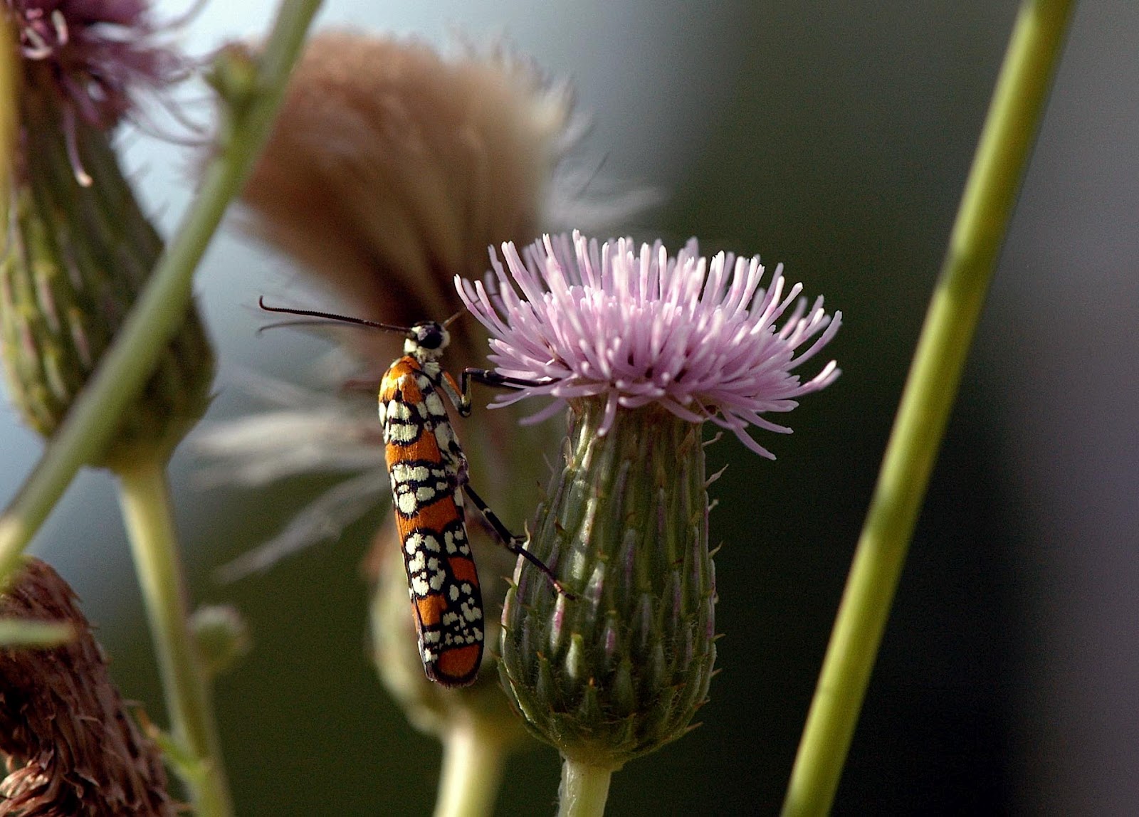 Field Biology in Southeastern Ohio: Canada Thistle and Insects