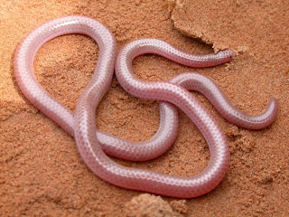 Texas Blind Snake | Snakes