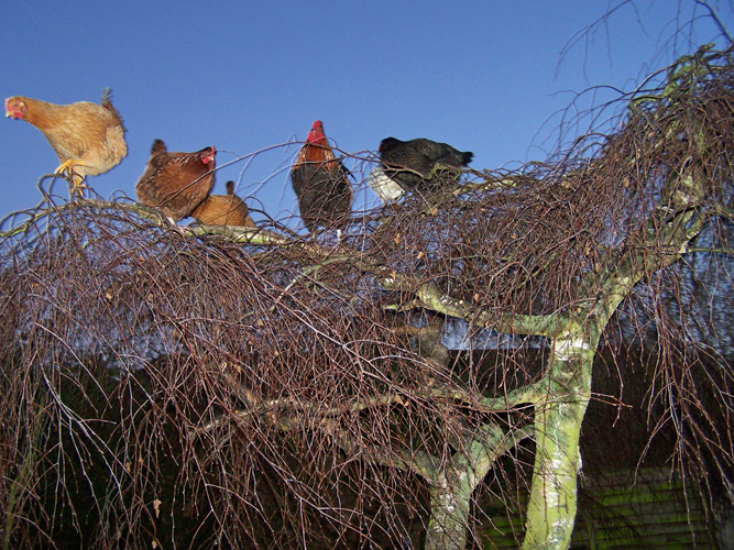 EcoDIY www.ecodiy.org: Tree chickens