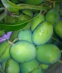 Petak Semai: MANGGA TELUR